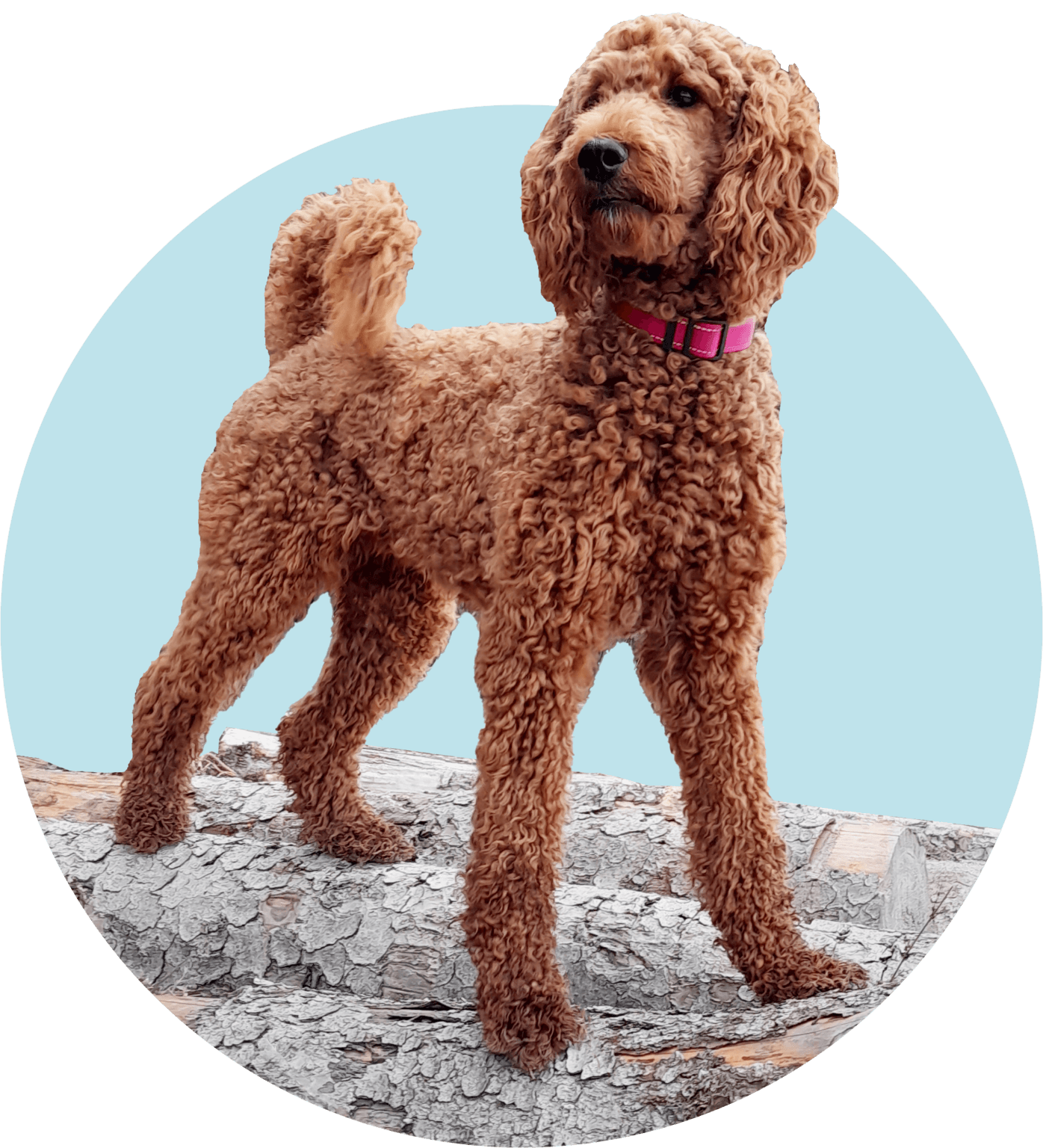 Königspudel Golden Comets – Großpudelzucht im Nördlinger Ries